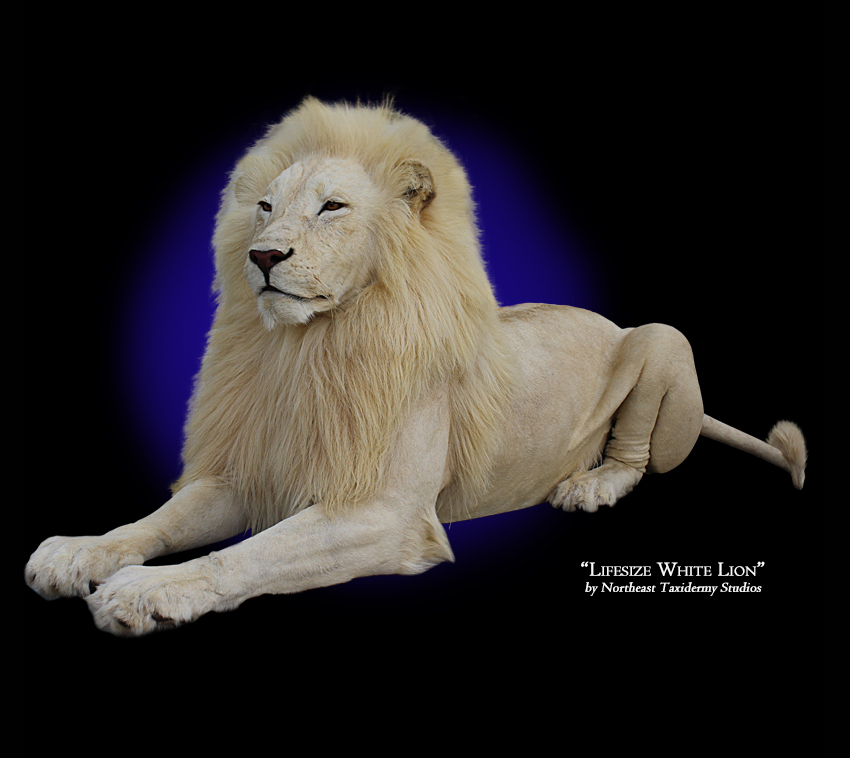 Taxidermy Lion
